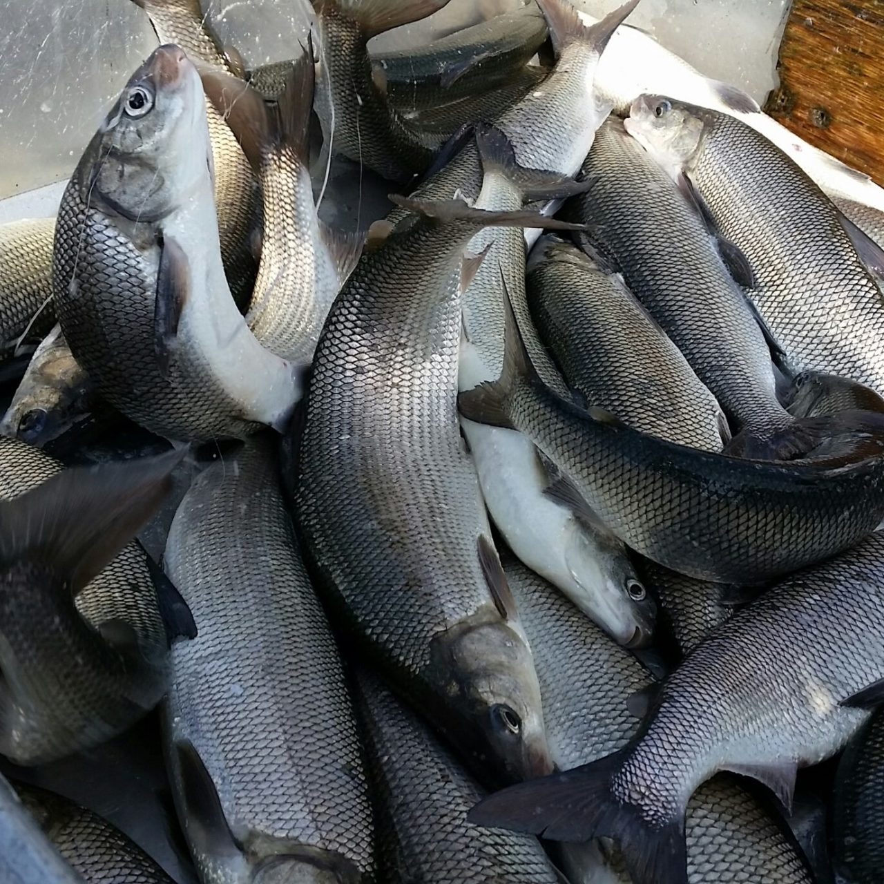 Buy Fish – Retail | Michigan Fish Producers Association